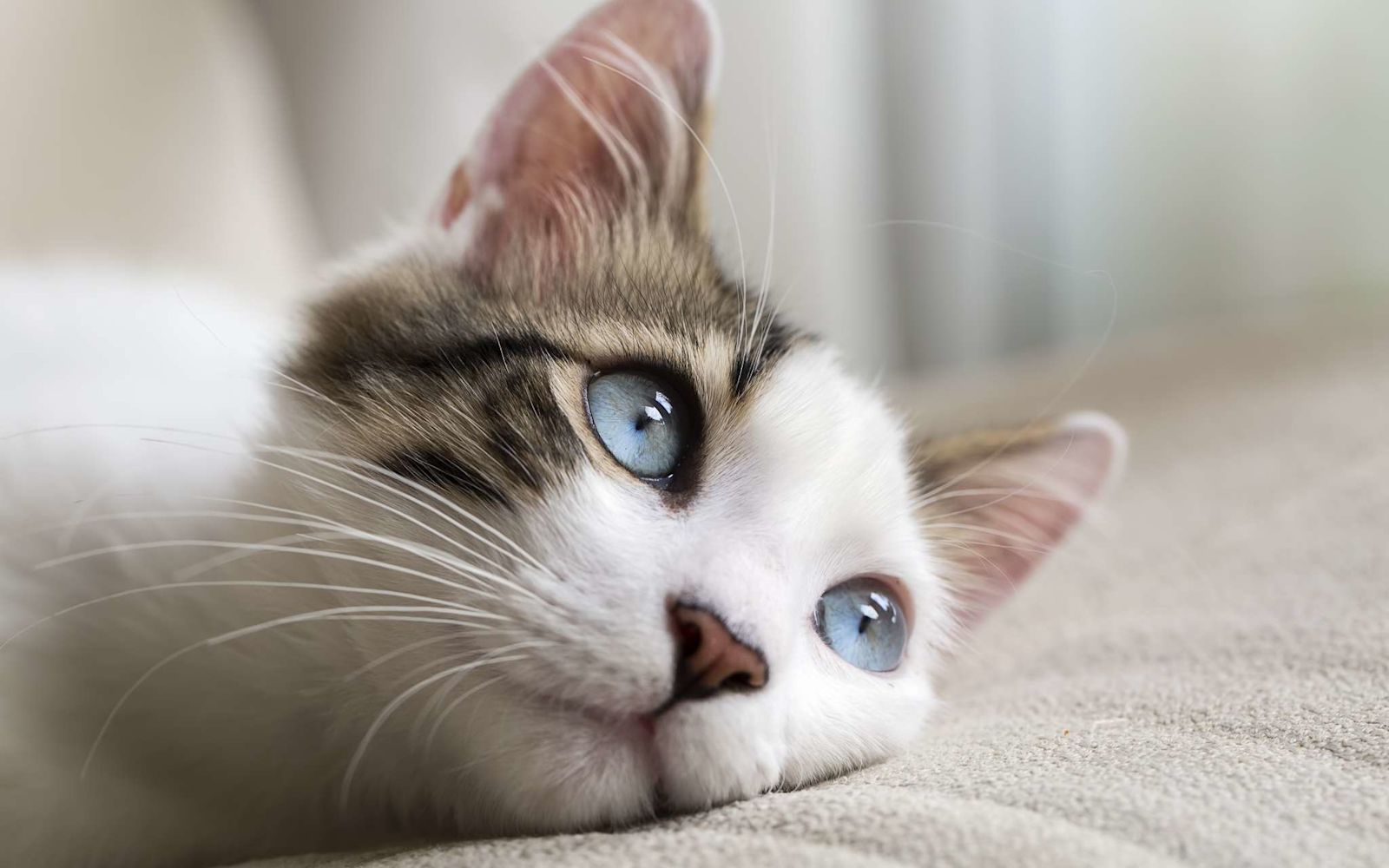 Maladies des yeux chat : symptômes, traitements - Bulle Bleue