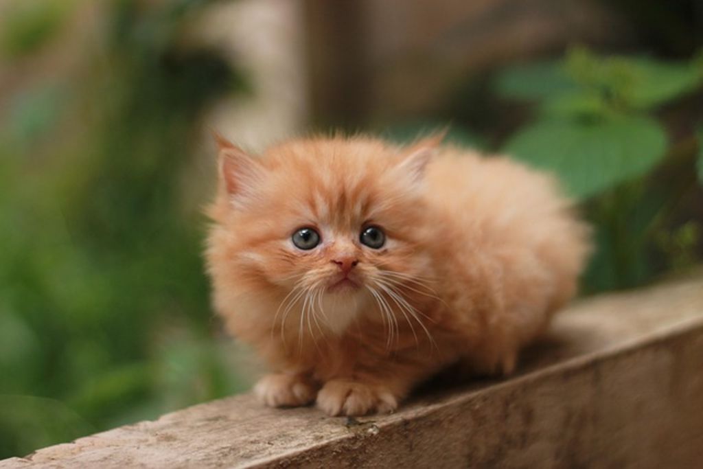 Prix d'un chaton en 2025 : de l'adoption à l'entretien - Bulle bleue